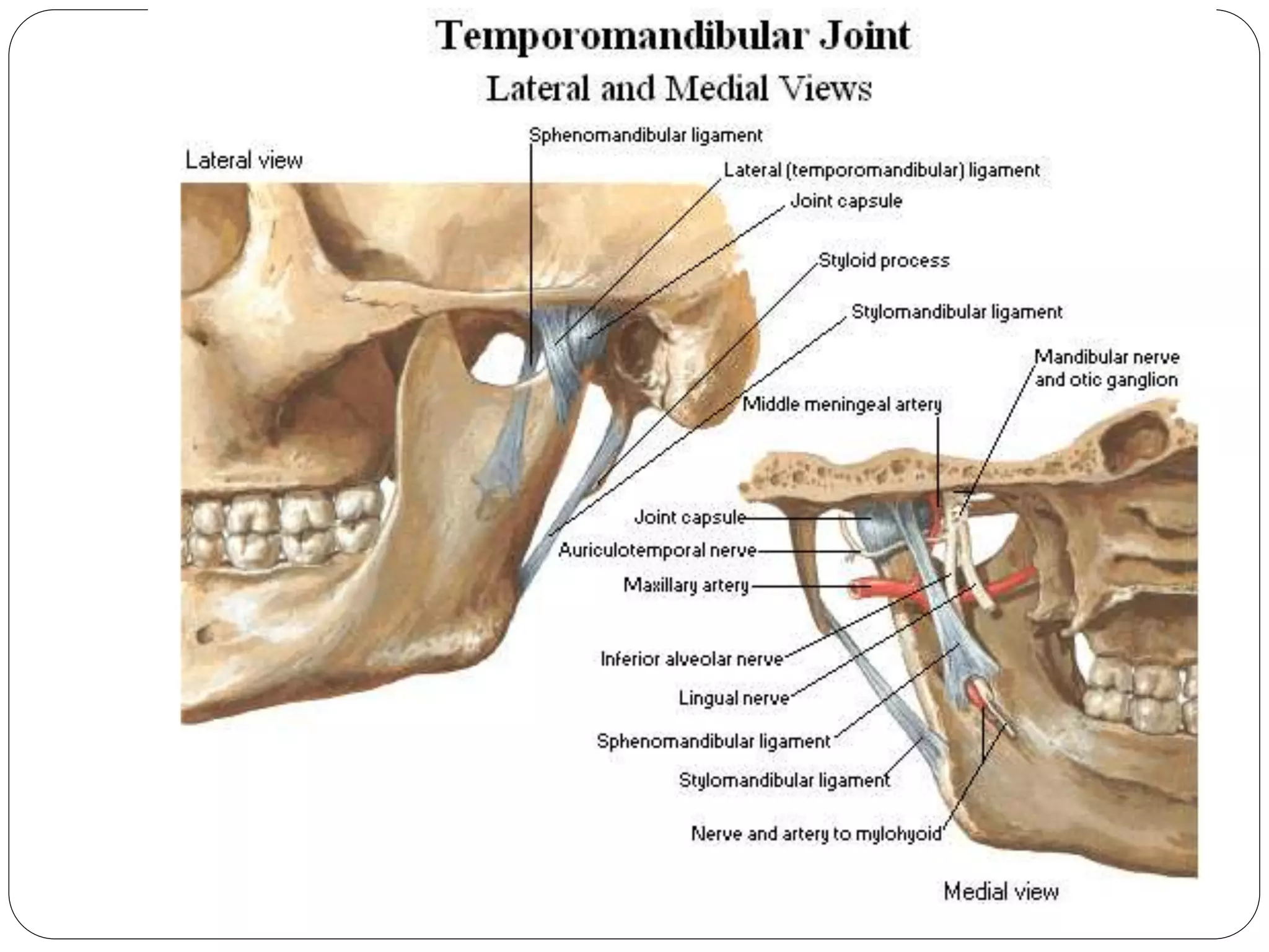 Temporomandibular joint | PPTX
