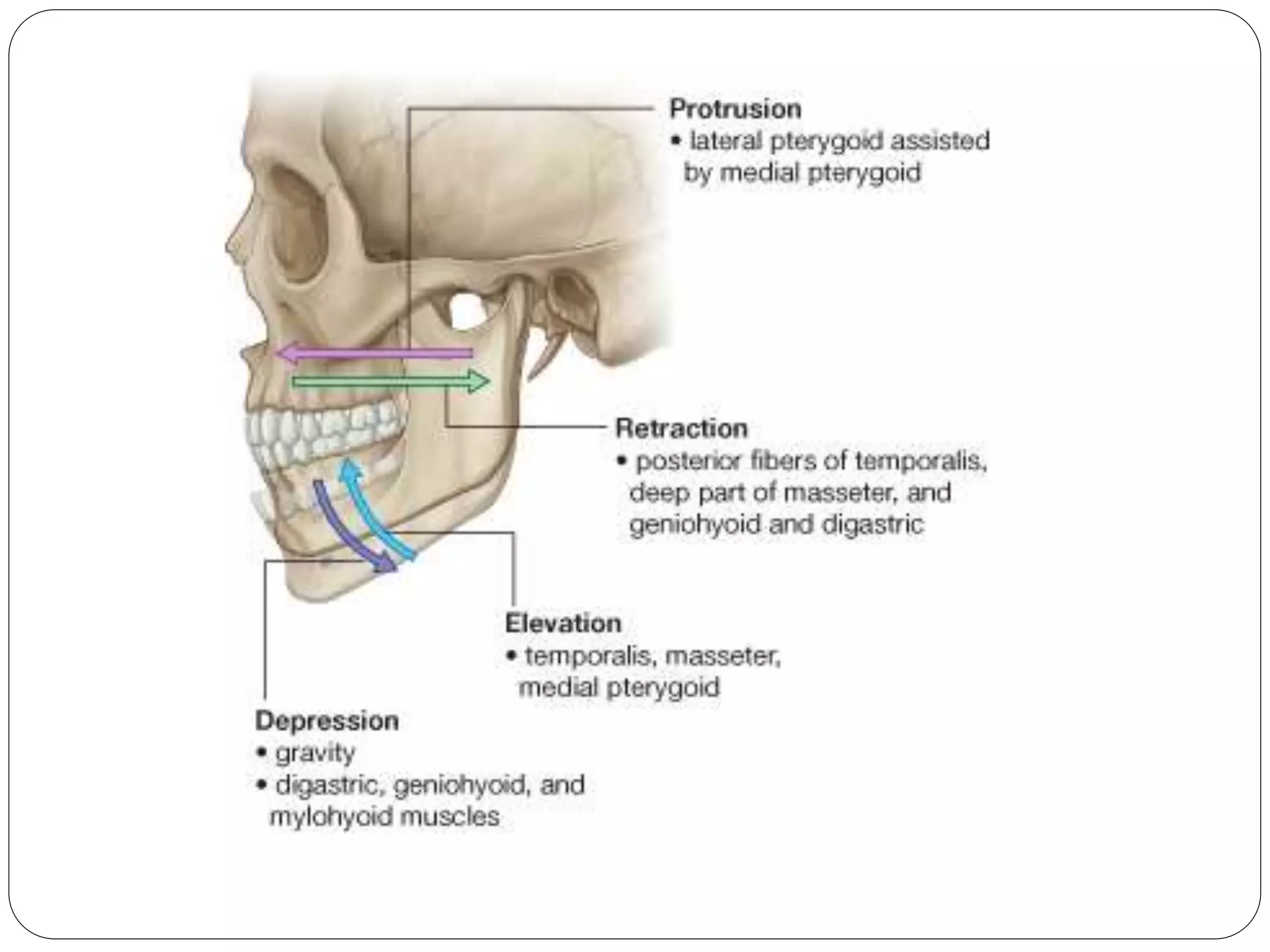 Temporomandibular joint | PPTX