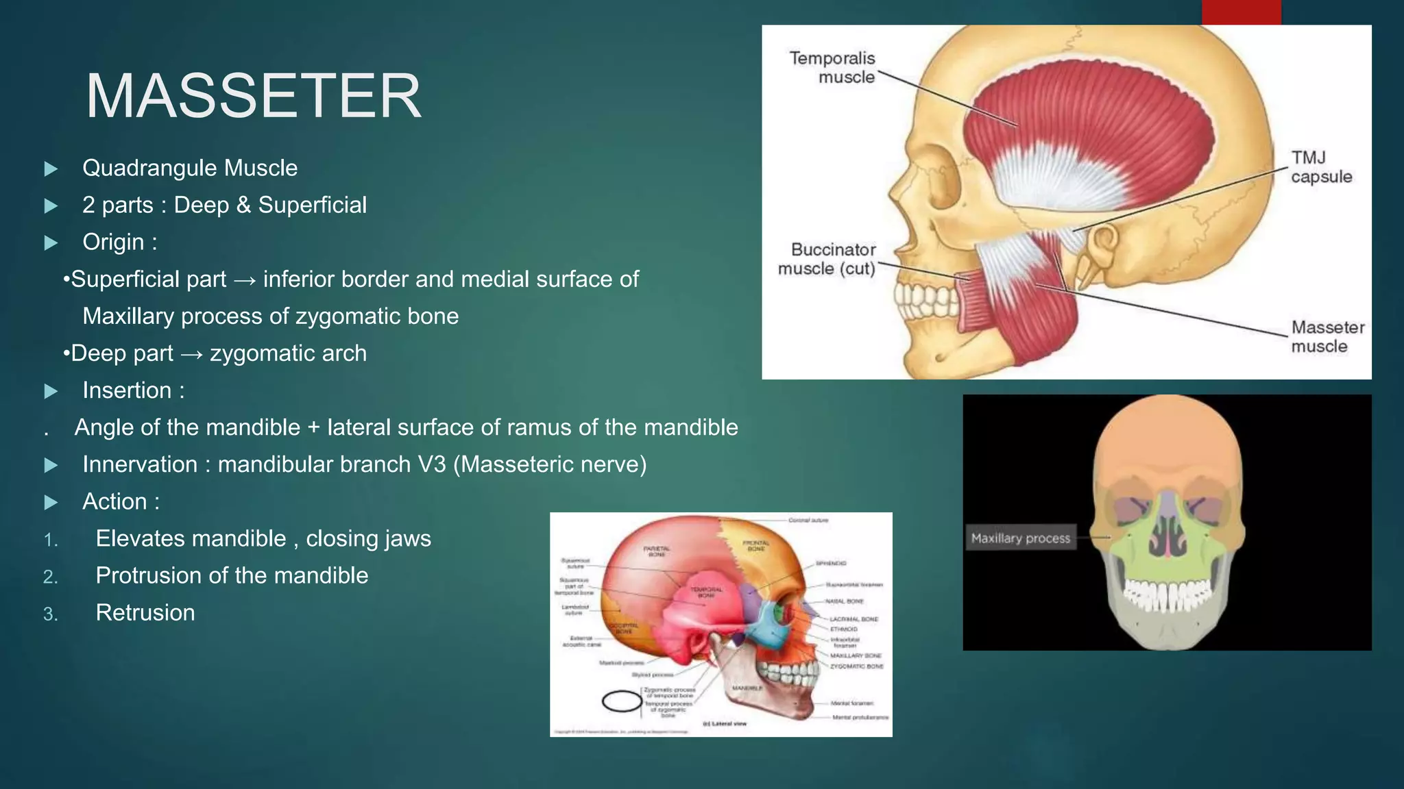 Temporomandibular joint | PPTX