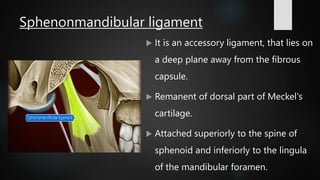 temporomandibular joint.pptx