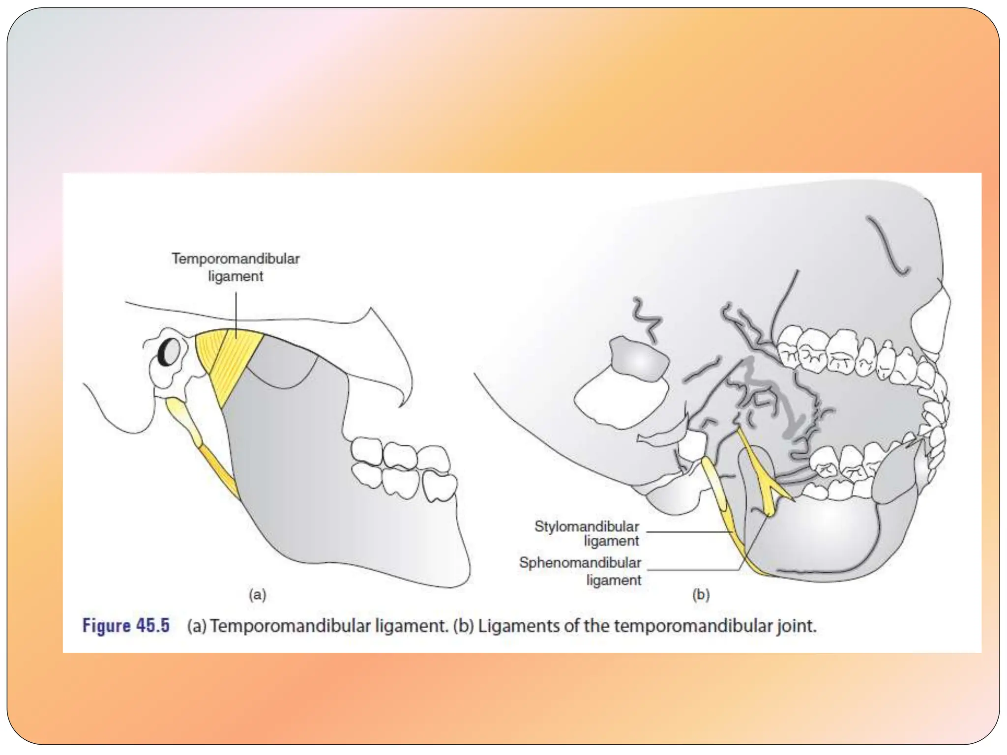 ANATOMY TEMPOROMANDIBULAR JUNCTION OF HUMAN | PPTX