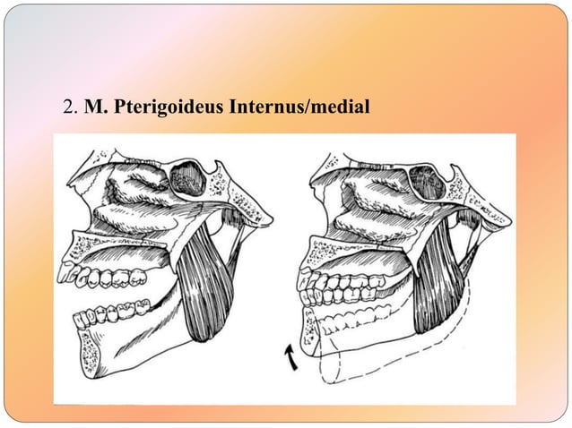 ANATOMY TEMPOROMANDIBULAR JUNCTION OF HUMAN | PPT
