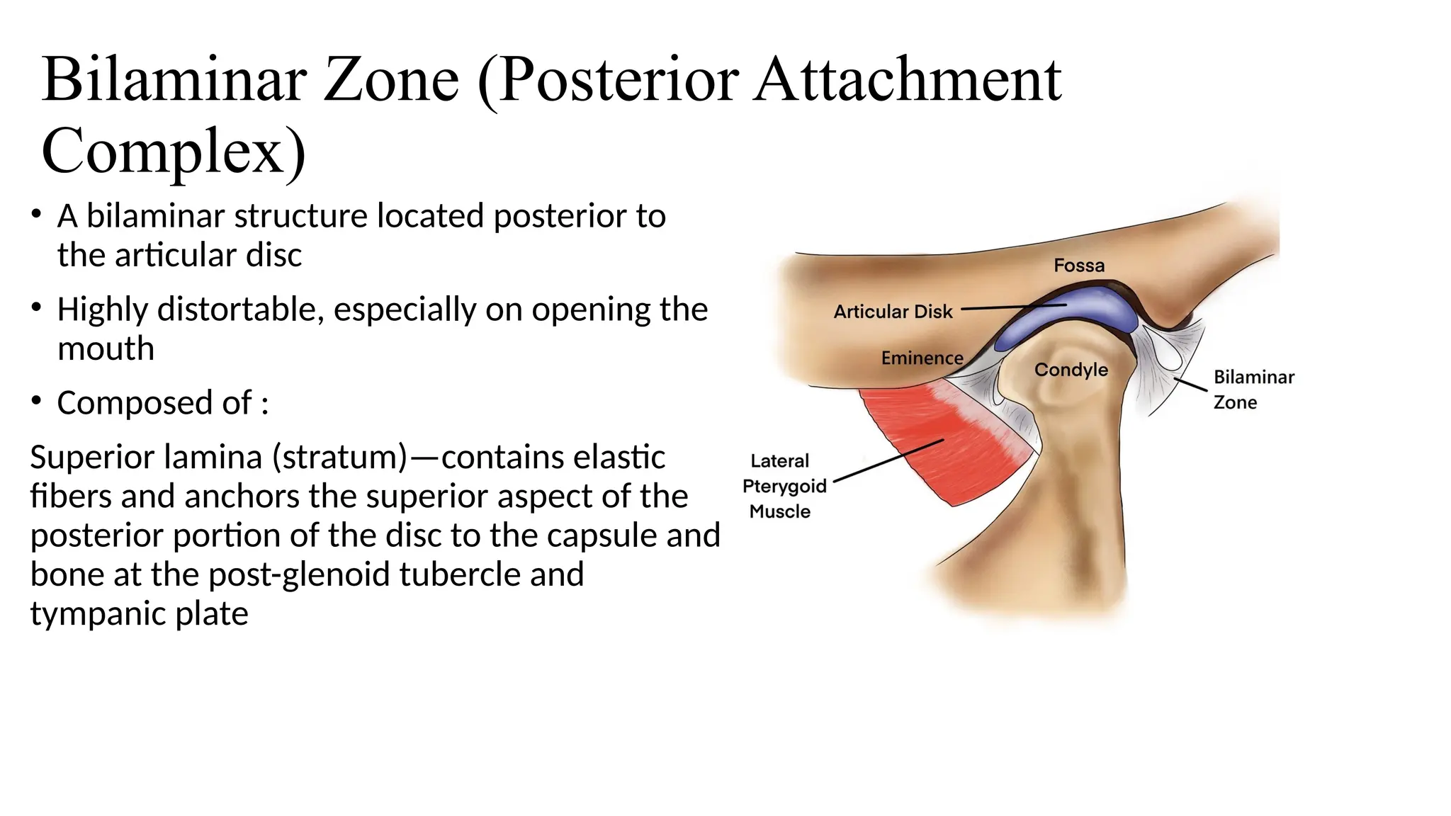Temporomandibular joint with its anatomy | PPTX