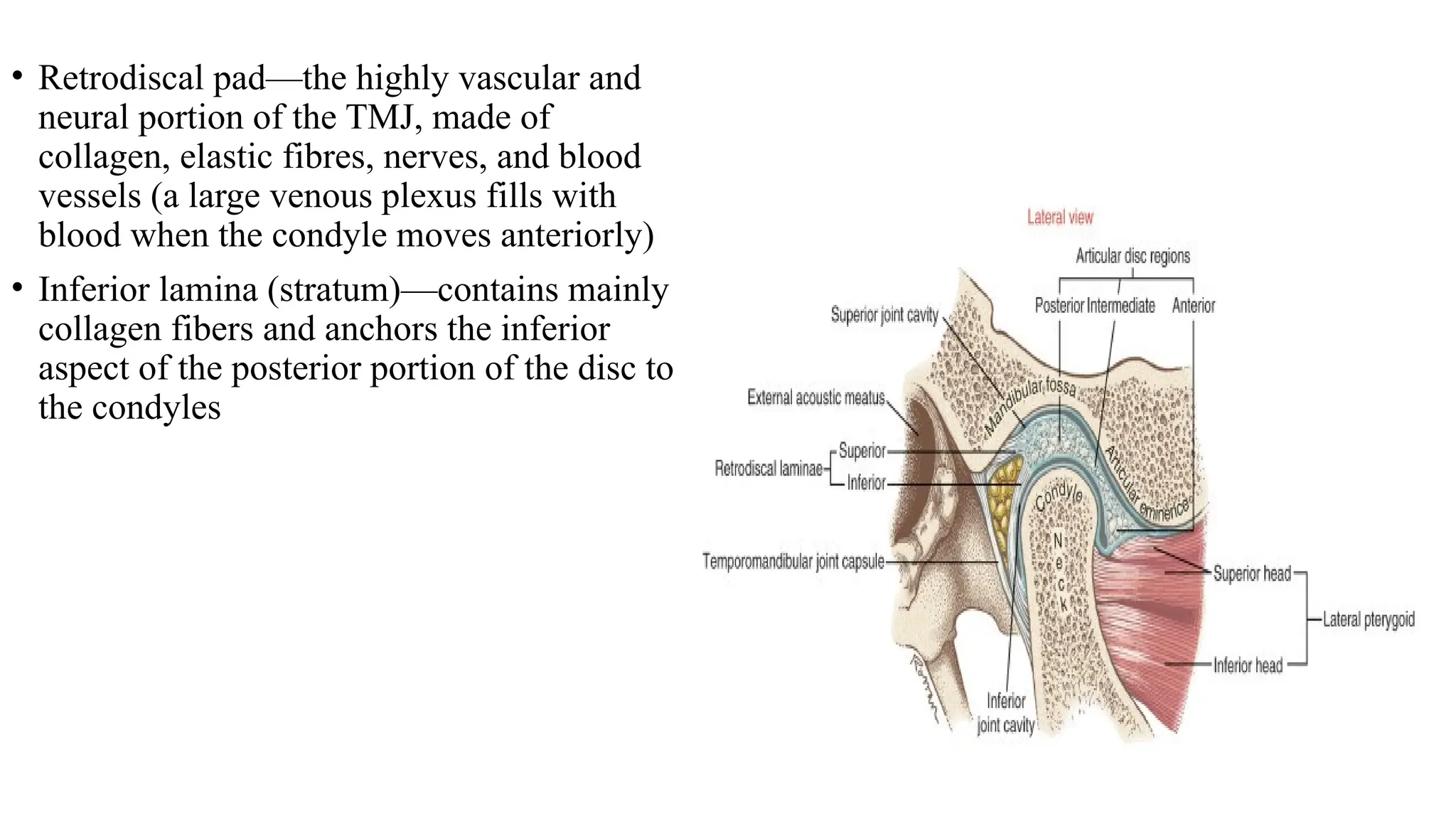 Temporomandibular joint with its anatomy | PPTX