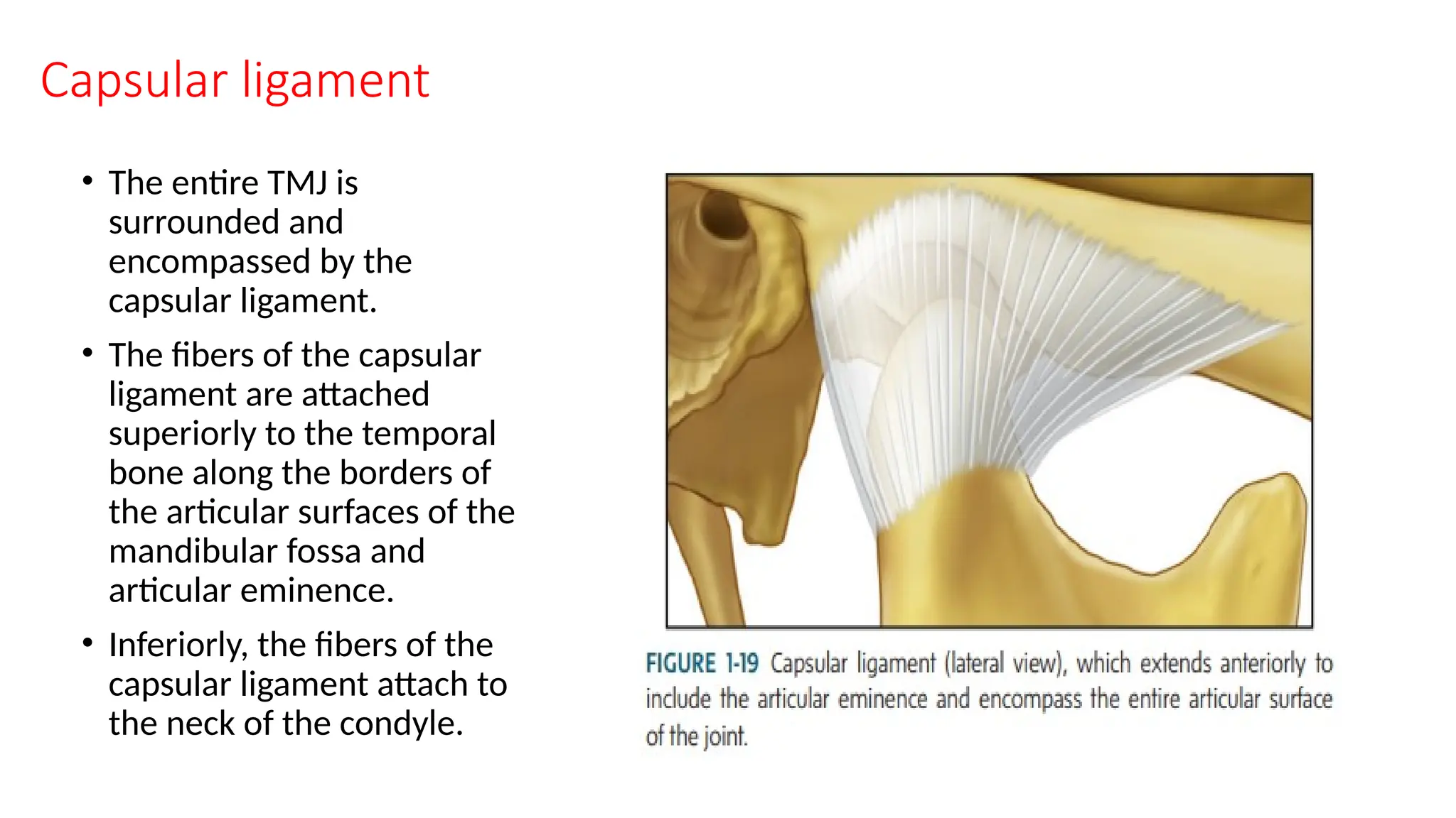 Temporomandibular joint with its anatomy | PPTX
