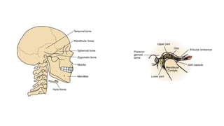 TEMPOROMANDIBULAR JOINT / biomechanics .pptx