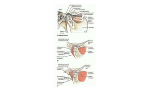 Temporomandibular joint | PPTX