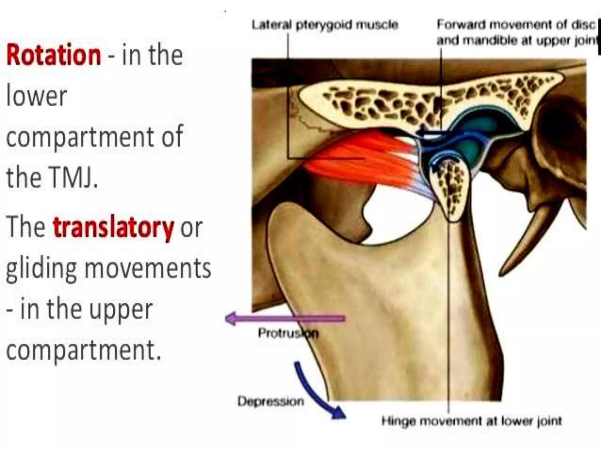 TEMPOROMANDIBULAR JOINT 2021.ppt | Death, Injury, or Military Conflict ...