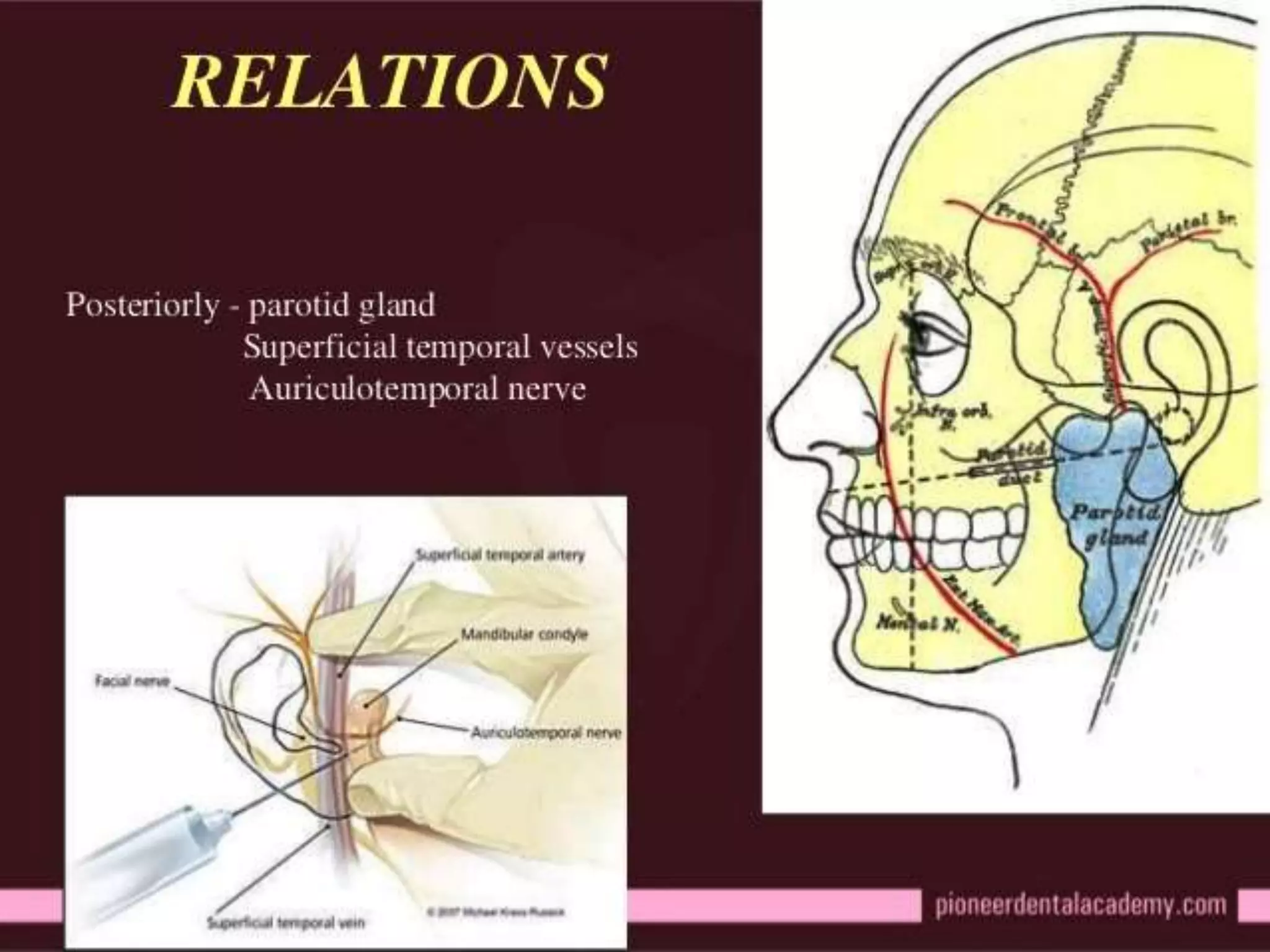 TEMPOROMANDIBULAR JOINT 2021.ppt | Death, Injury, or Military Conflict ...