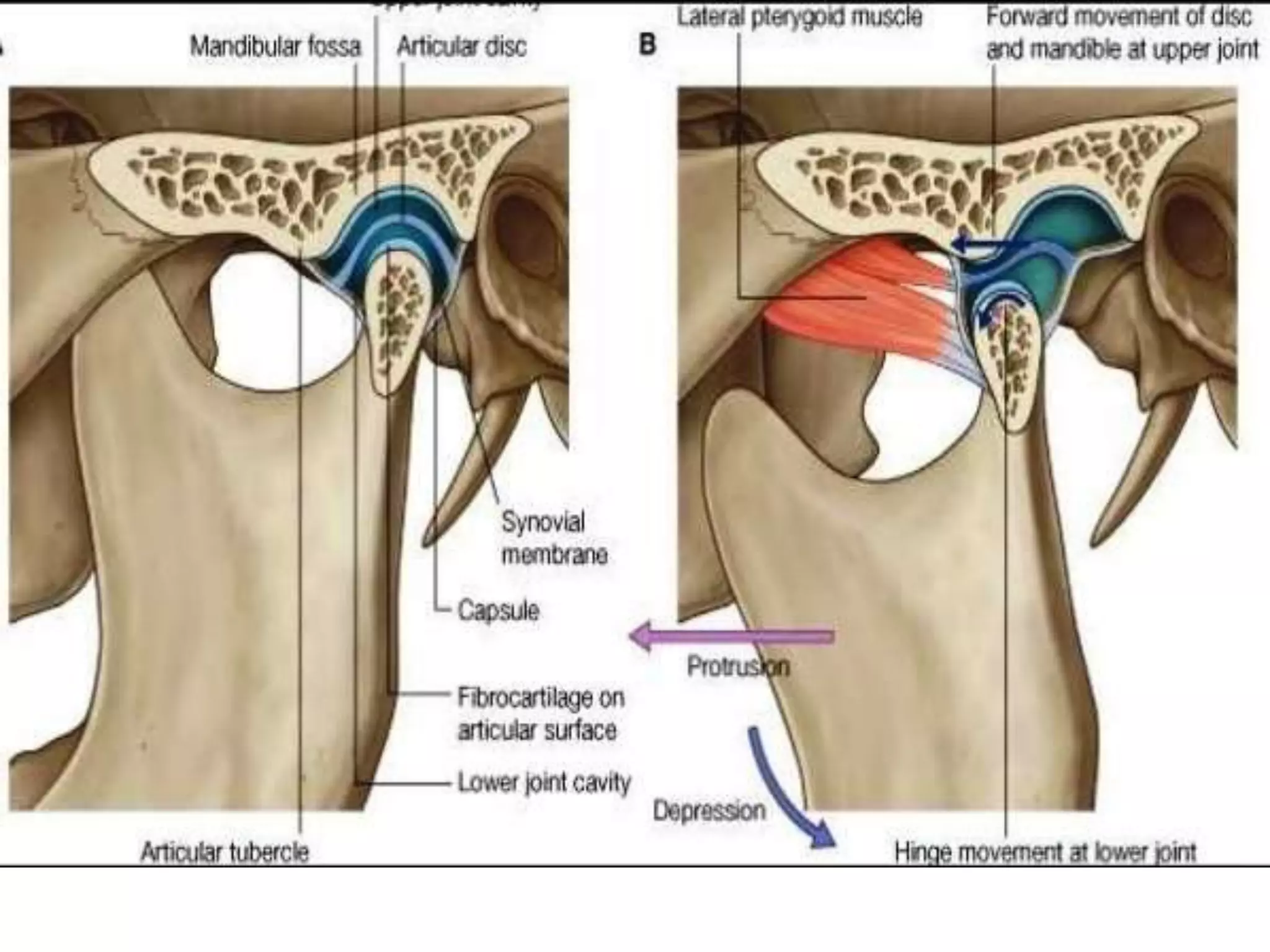 TEMPOROMANDIBULAR JOINT 2021.ppt | Death, Injury, or Military Conflict ...