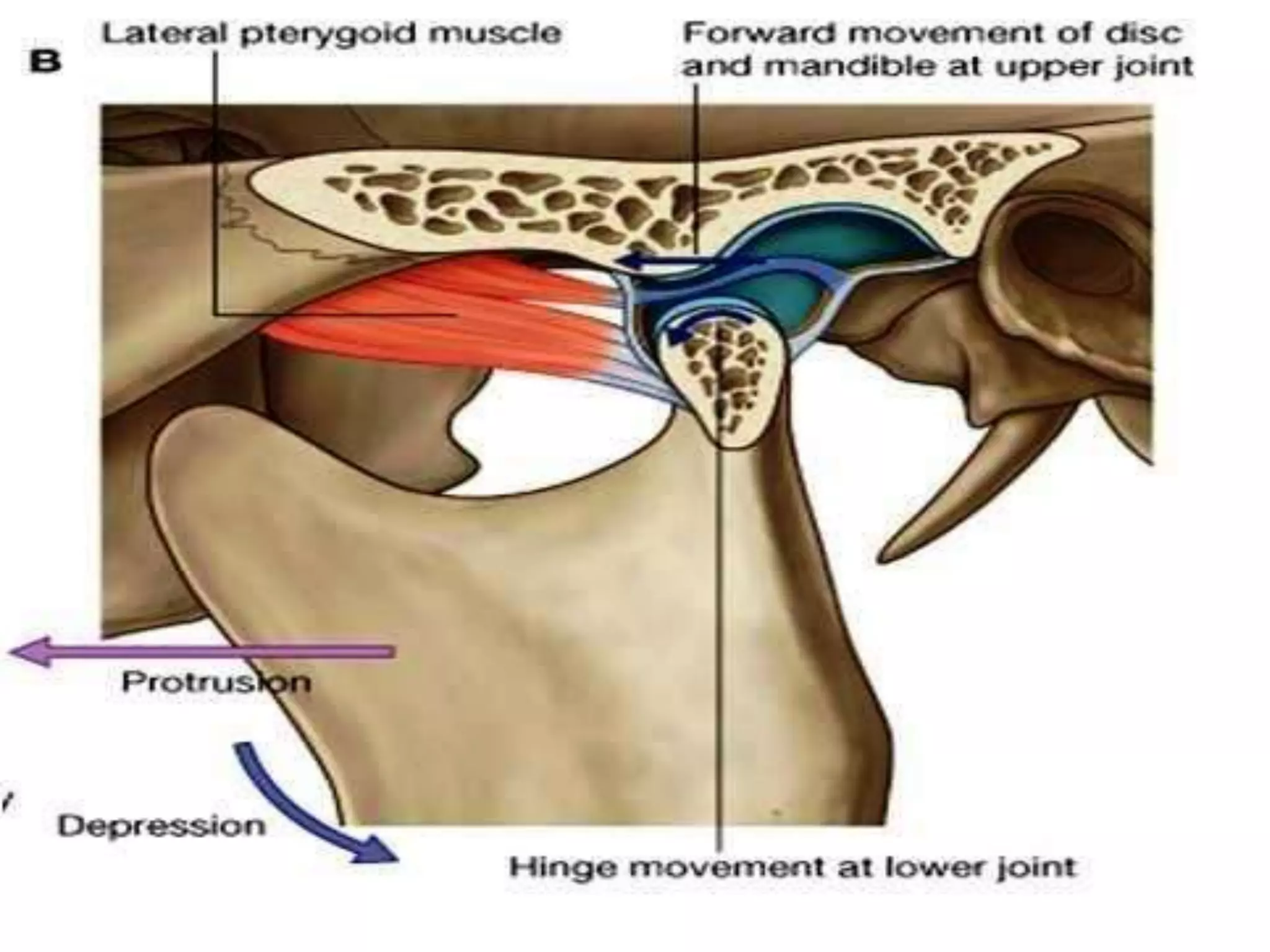 TEMPOROMANDIBULAR JOINT 2021.ppt | Death, Injury, or Military Conflict ...
