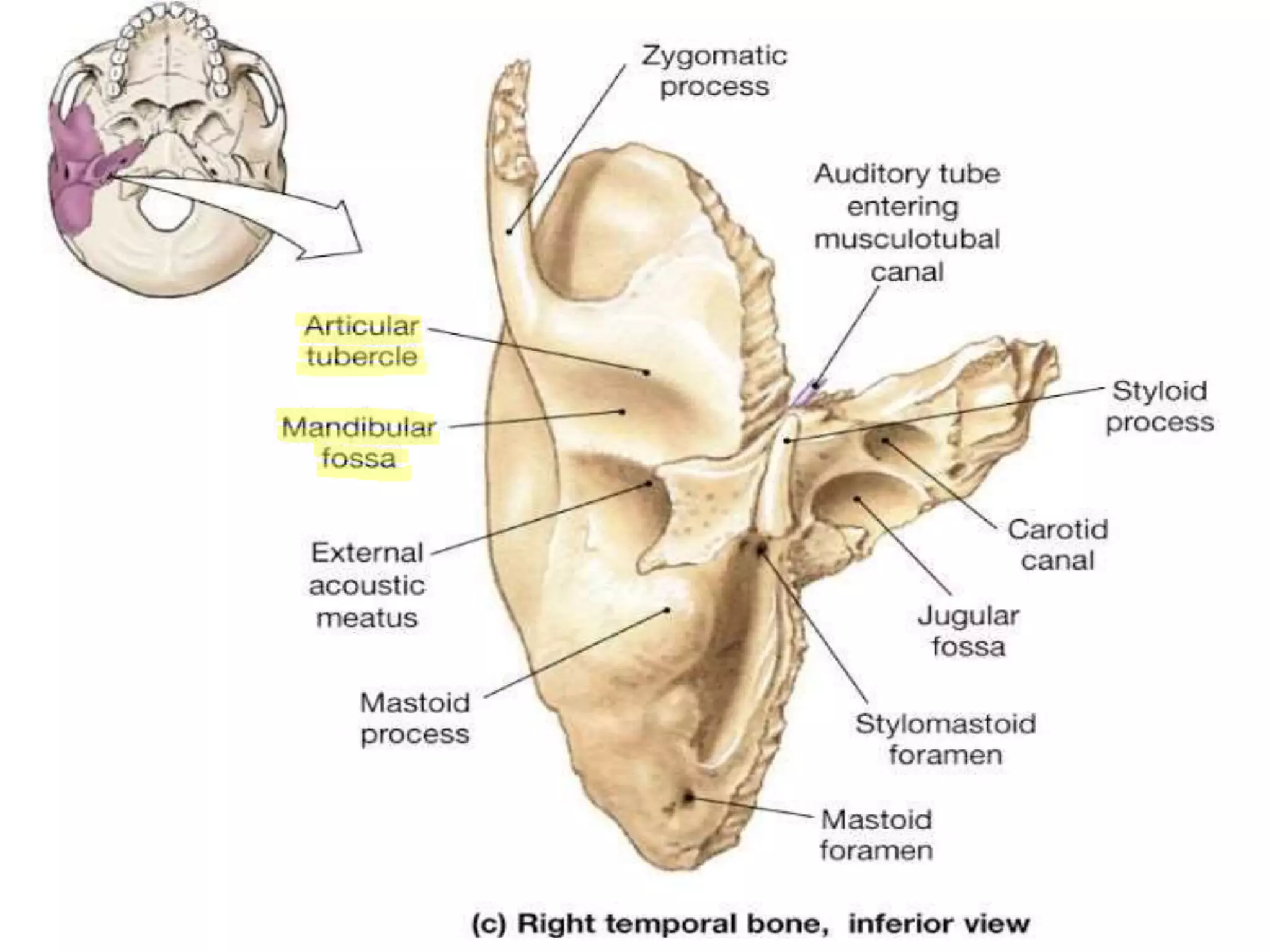 TEMPOROMANDIBULAR JOINT 2021.ppt | Death, Injury, or Military Conflict ...