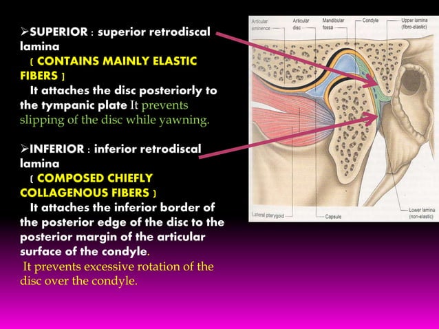 Temporomandibular joint anatomy and its prosthodontic implications | PPT