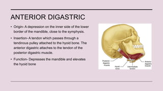 Temporomandibular joint [Autosaved].pptx
