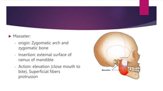 TEMPOROMANDIBULAR JOINT BIOMECHANICS.pptx