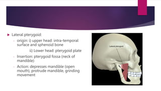 TEMPOROMANDIBULAR JOINT BIOMECHANICS.pptx