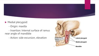 TEMPOROMANDIBULAR JOINT BIOMECHANICS.pptx
