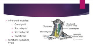 TEMPOROMANDIBULAR JOINT BIOMECHANICS.pptx