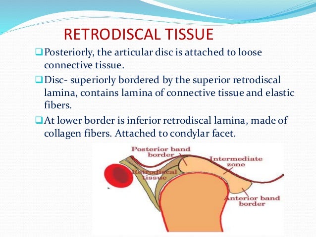 Temporomandibular joints 20 sept '13