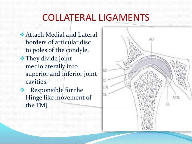 Temporomandibular joints 20 sept '13