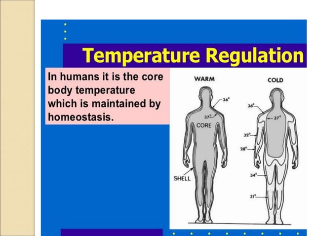 Temp_regulation_Lect.ppt | Endocrine and Metabolic Diseases | Diseases ...