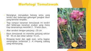 Temulawak.pptx
