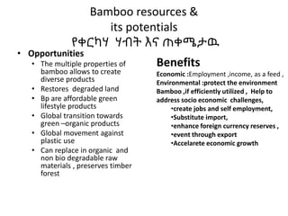 tenadam bamboo ppt.pptx