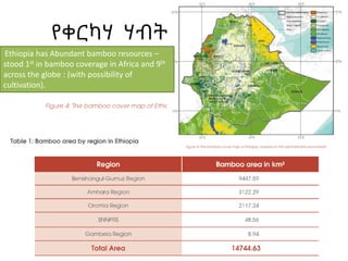 tenadam bamboo ppt.pptx