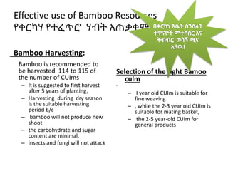 tenadam bamboo ppt.pptx