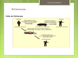 Teníase x cisticercose | PPT