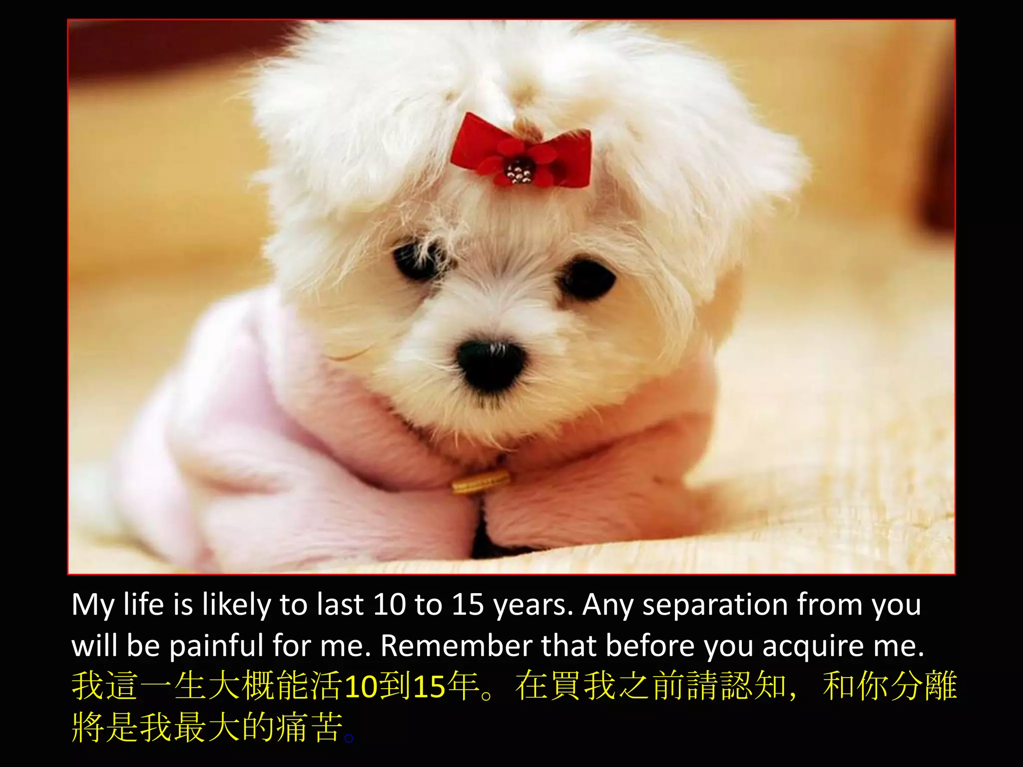 Ten commandments for owning a dog (養狗十戒) | PPSX