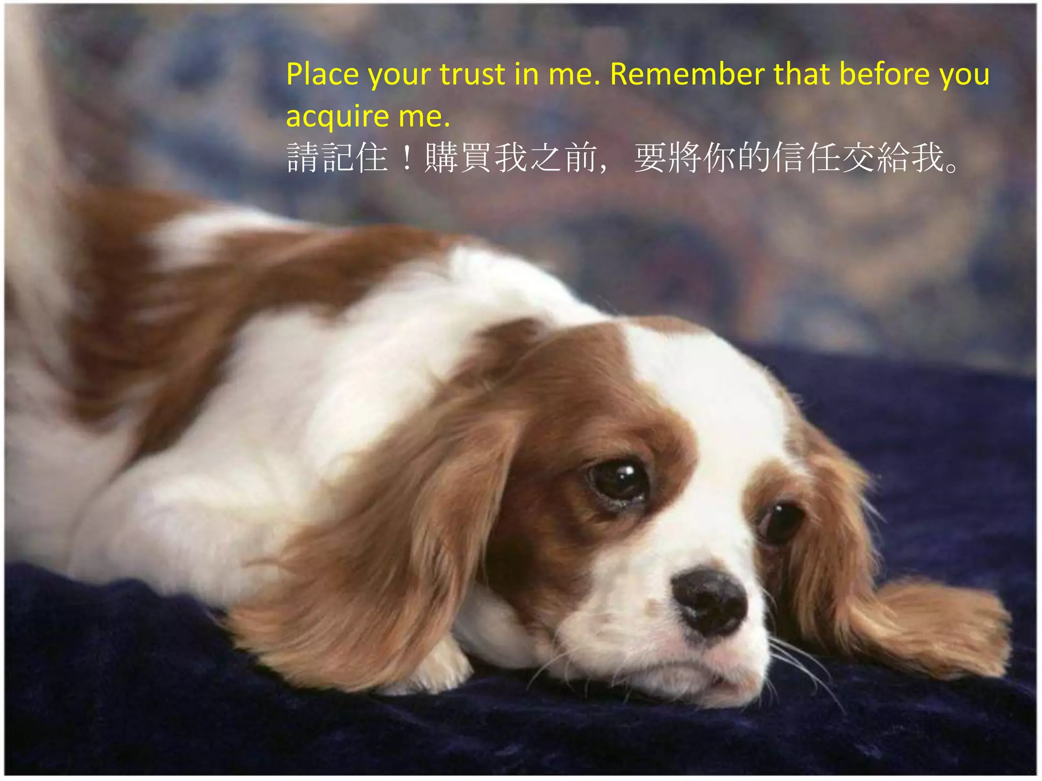 Ten commandments for owning a dog (養狗十戒) | PPSX