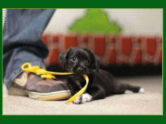 Ten commandments for owning a dog (養狗十戒) | PPT