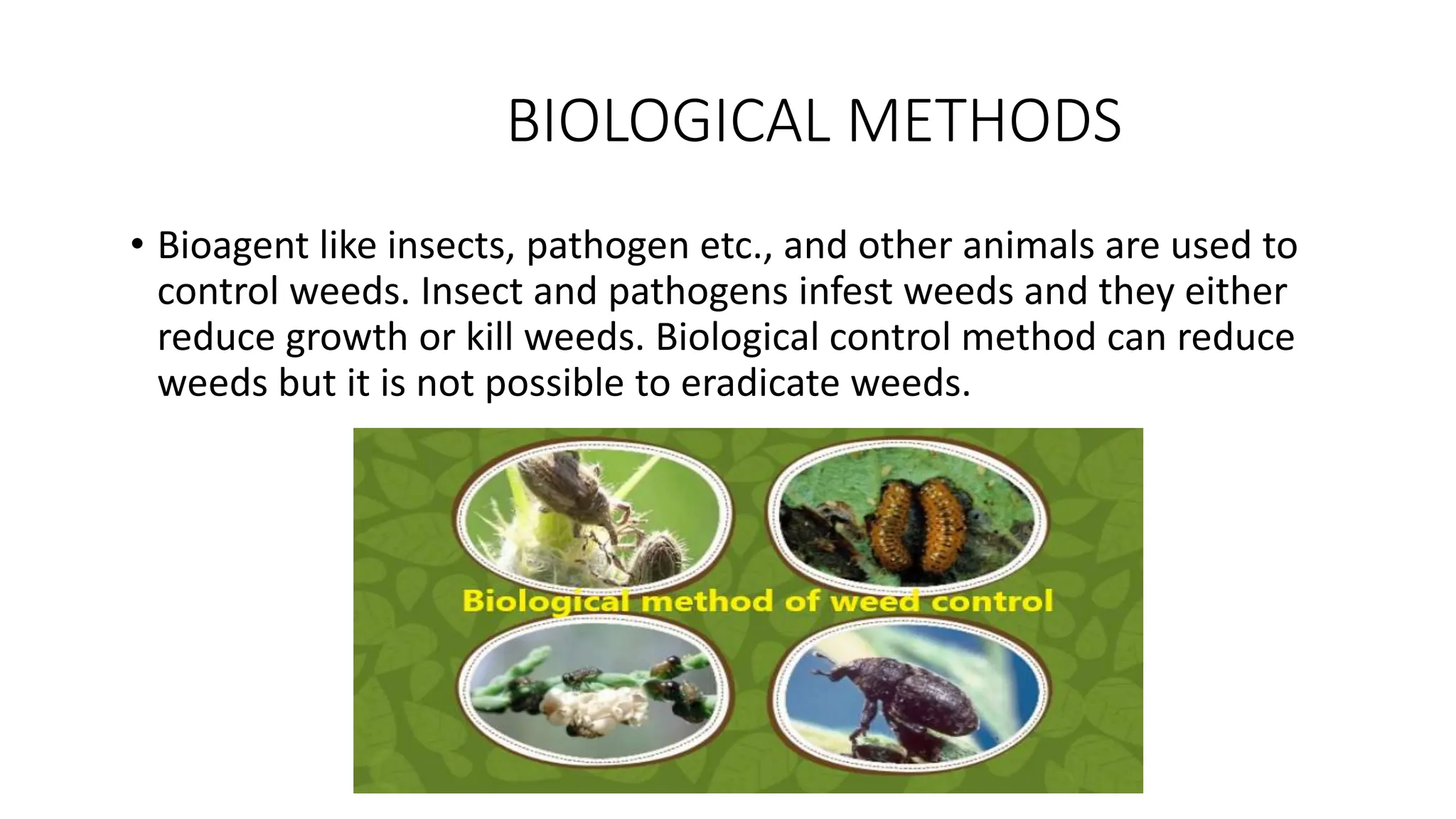 TENDING OPERATION 2_014223.ppt tree improve | PPTX