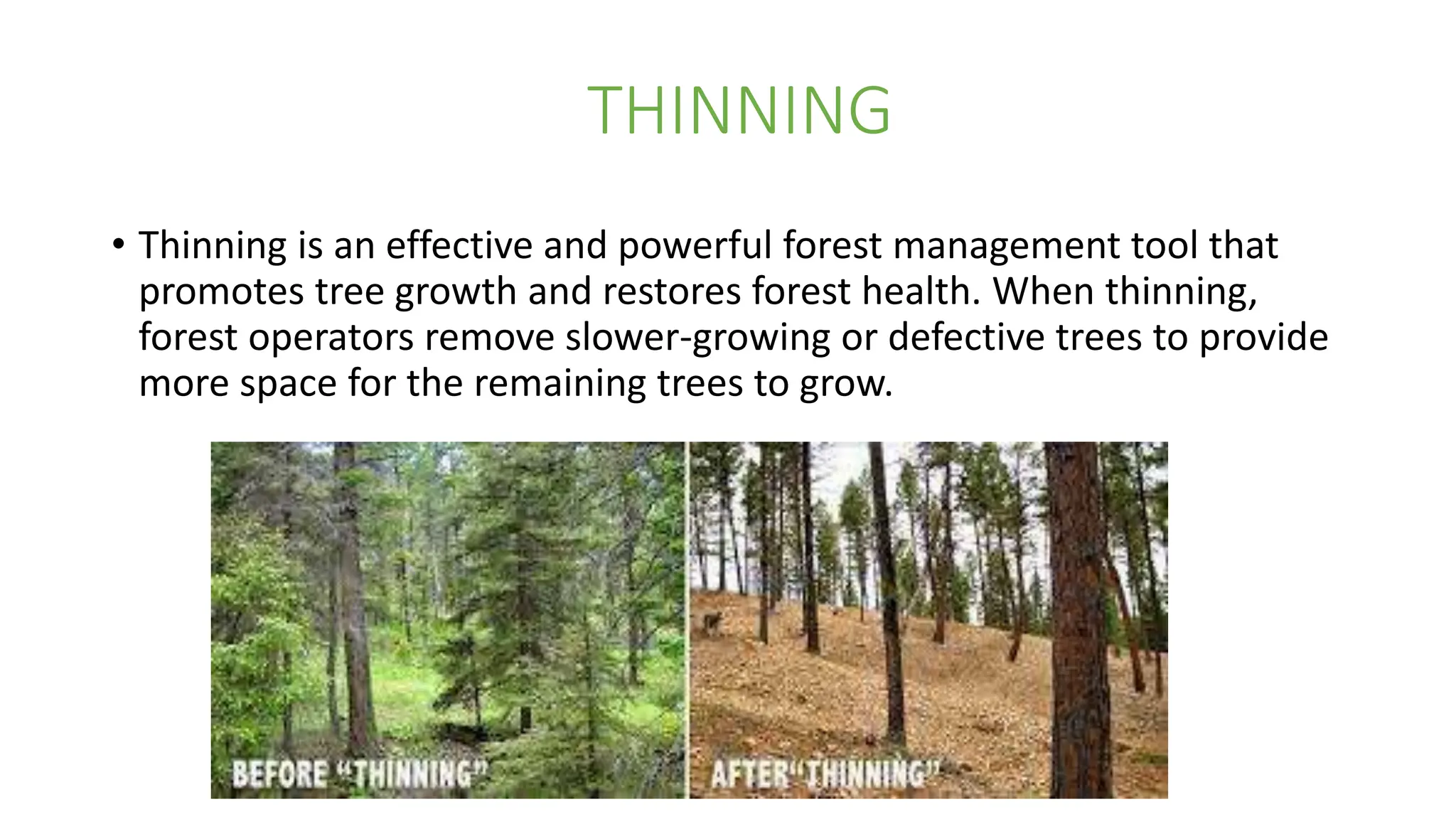 TENDING OPERATION 2_014223.ppt tree improve | PPTX