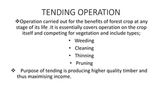 TENDING OPERATION 2_014223.ppt tree improve | PPTX
