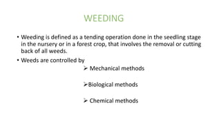 TENDING OPERATION 2_014223.ppt tree improve | PPTX