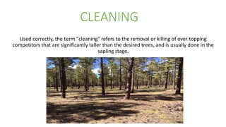 TENDING OPERATION 2_014223.ppt tree improve | PPTX