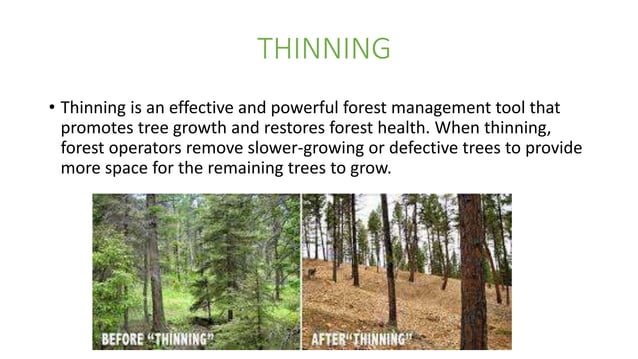 TENDING OPERATION 2_014223.ppt tree improve | PPTX | Woodworking | Arts ...