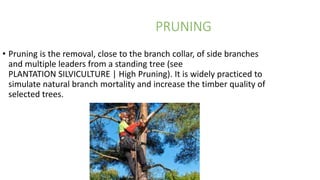TENDING OPERATION 2_014223.ppt tree improve | PPTX