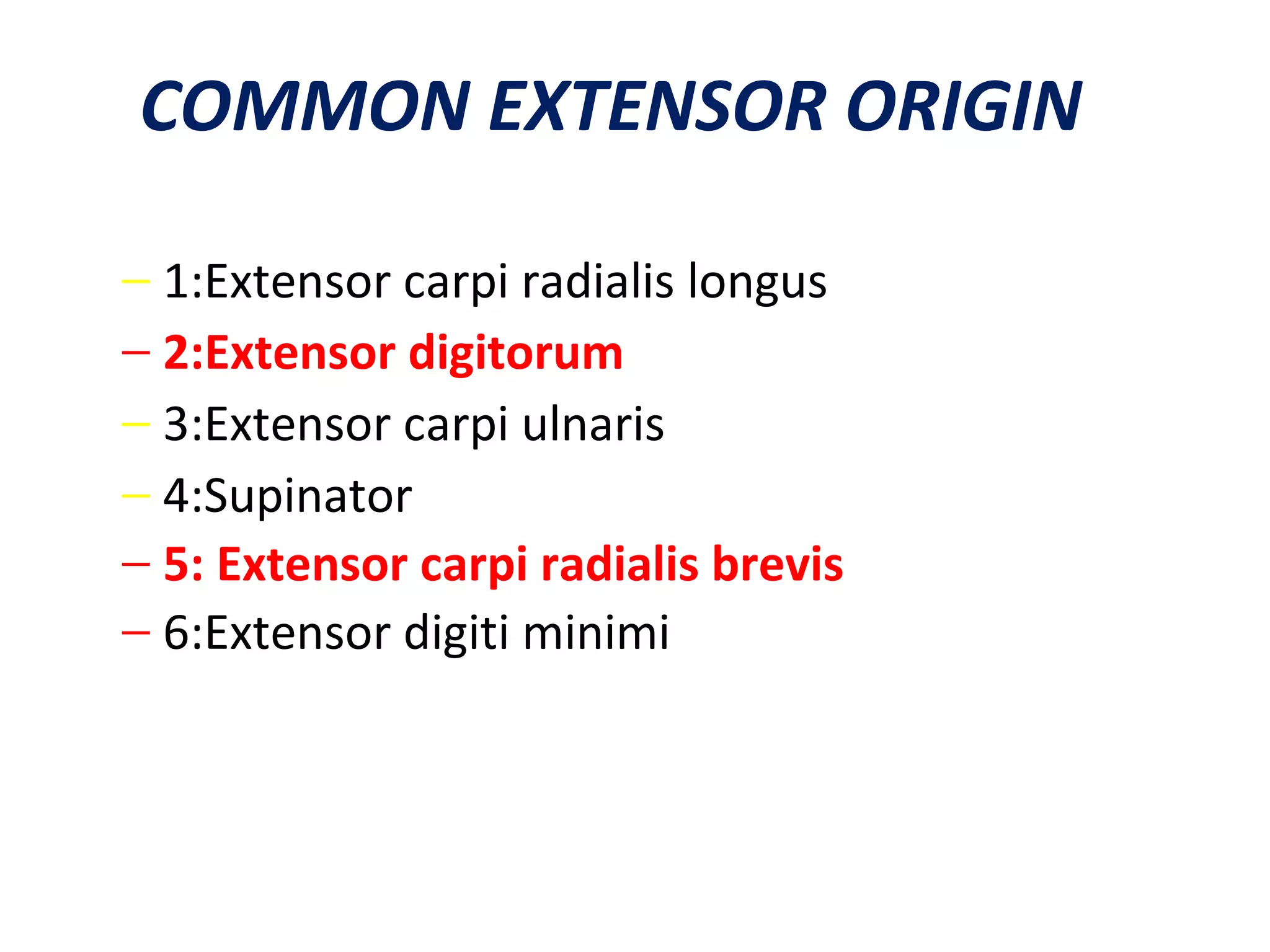Tendinopathies(tennis,golfers,dequervains,intersection syndrome) | PPT