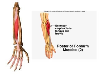 Tendinopathies(tennis,golfers,dequervains,intersection syndrome) | PPT