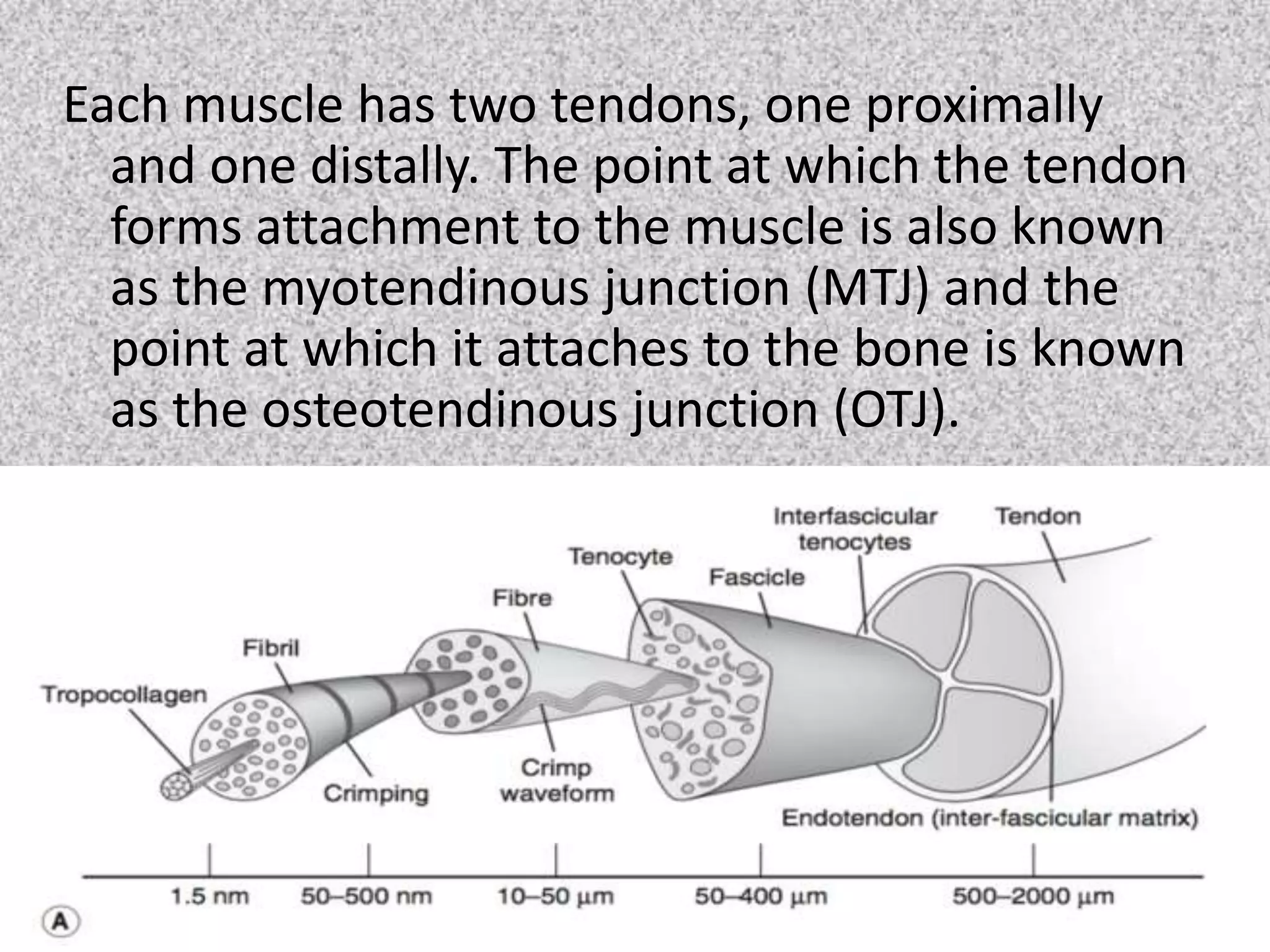 TENDINOPATHY AND TENDON REPAIR..pptx