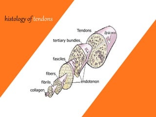 Tendon | PPT