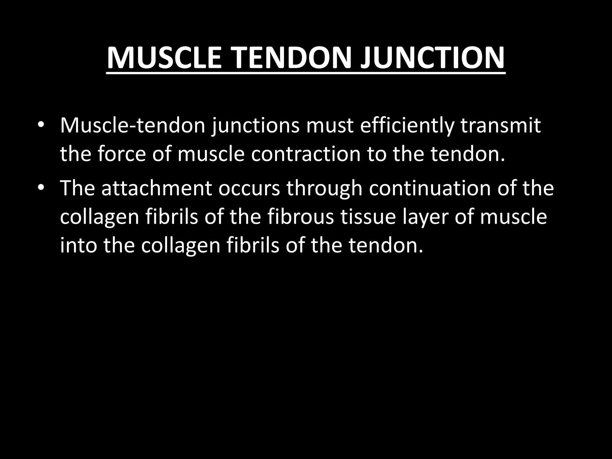 Tendon | PPTX
