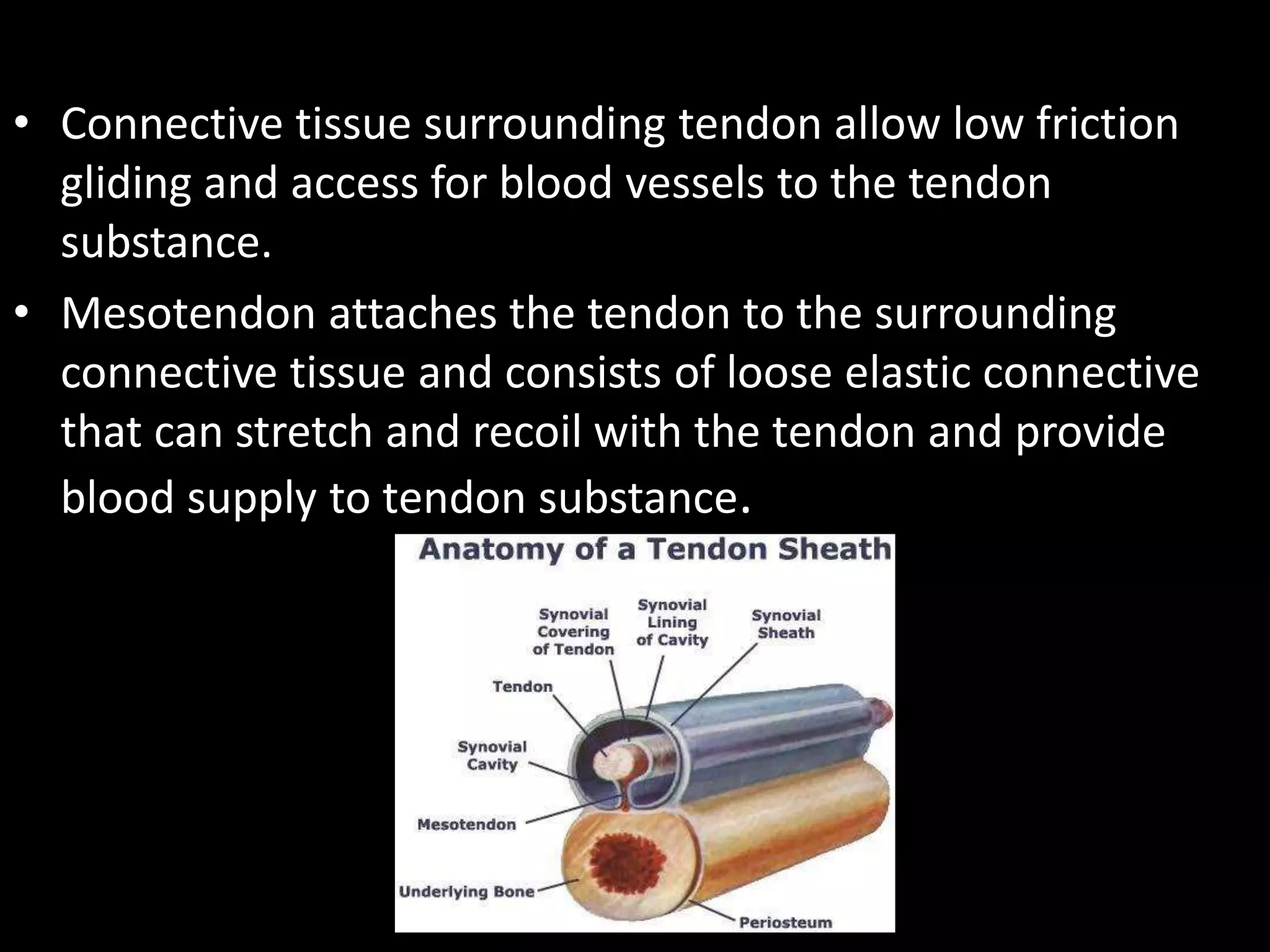 Tendon | PPTX