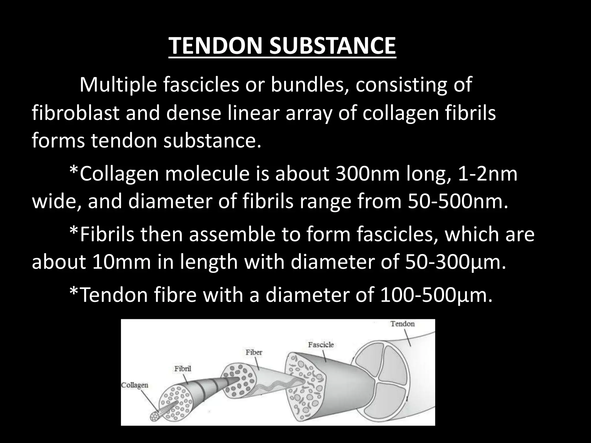 Tendon | PPTX | Bone and Joint Conditions | Diseases and Conditions