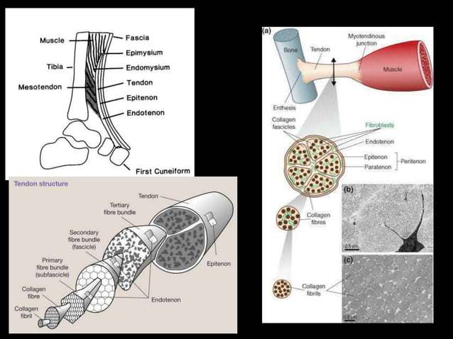 Tendon | PPTX | Bone and Joint Conditions | Diseases and Conditions