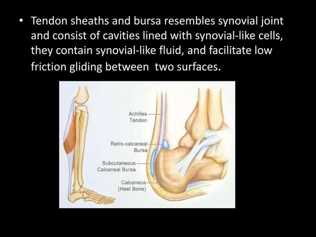 Tendon | PPTX | Bone and Joint Conditions | Diseases and Conditions