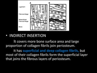 Tendon | PPTX